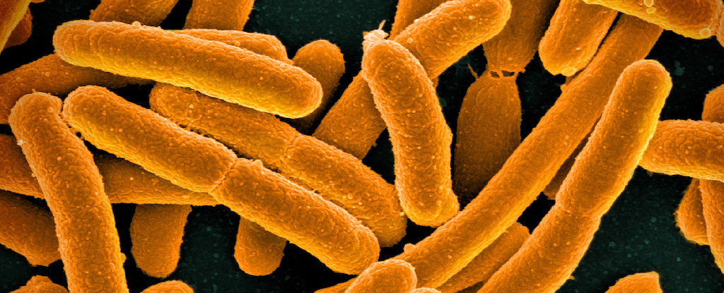 Ученые создали самый синтетический организм в истории | New-Science.ru